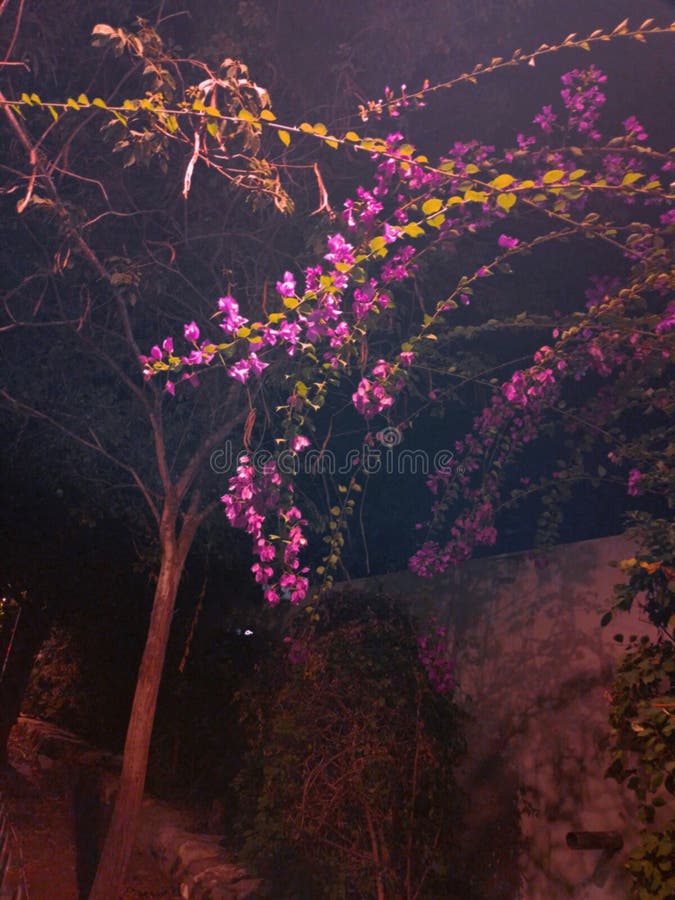 Wild place with trree stock image. Image of trree, season - 343749277