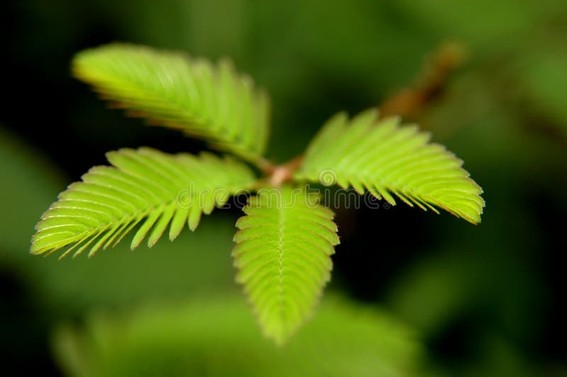 Wild plant stock image. Image of jungle, plant, green, grown - 693731
