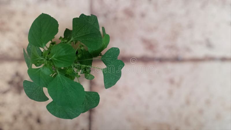 A Wild Plant, Anting-anting Tree or Acalypha Indica that Grows in the ...