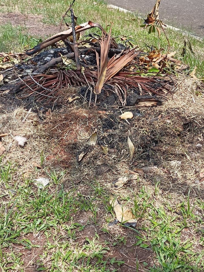 Wild Plant Burning, Garden, Park Stock Image - Image of park, burning ...