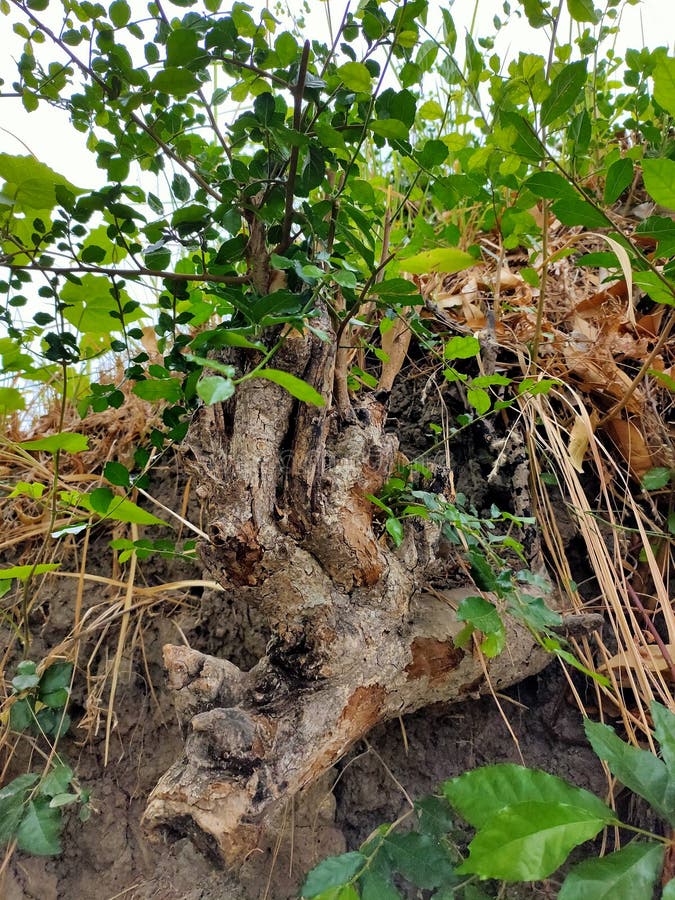 A Wild Plant Called & X22;Pungut& X22; in Bali Stock Image - Image of ...