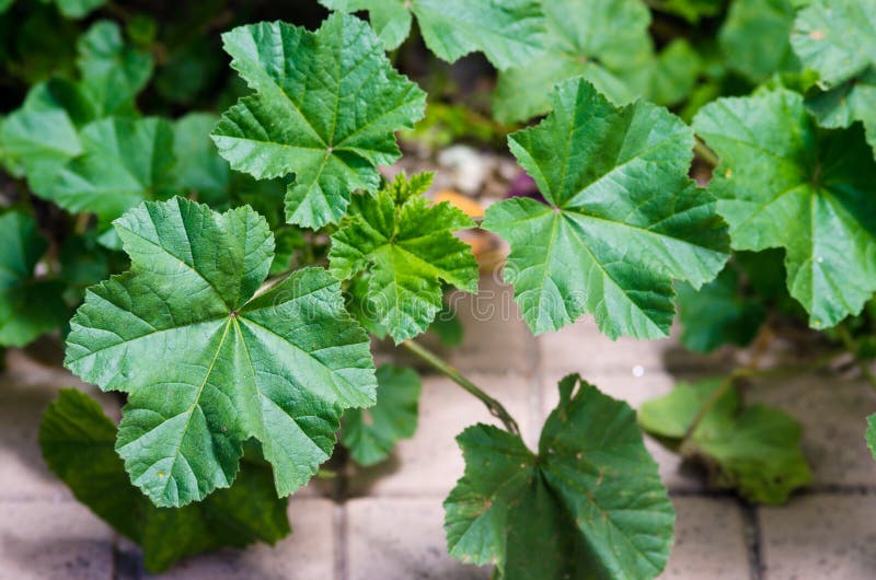 Wild plant stock photo. Image of herbs, nature, wildplant - 33142198