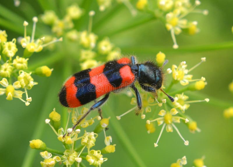 On the Plant, the Bee Enemy Trichodes Apiarius Stock Image - Image of ...