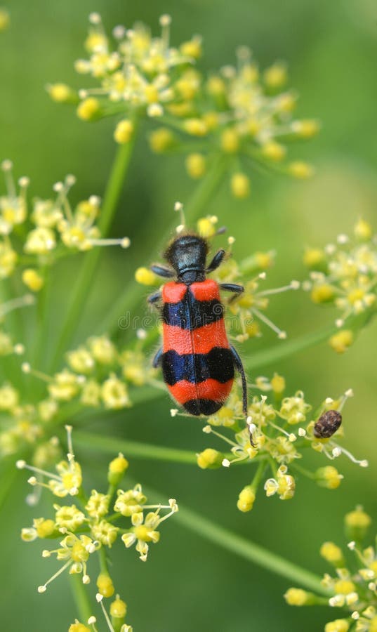 On the Plant, the Bee Enemy Trichodes Apiarius Stock Photo - Image of ...