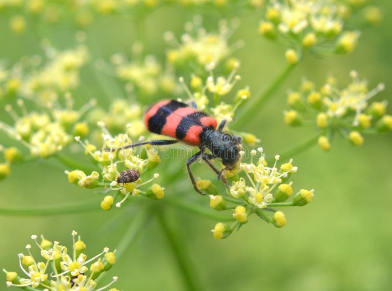On the Plant, the Bee Enemy Trichodes Apiarius Stock Photo - Image of ...