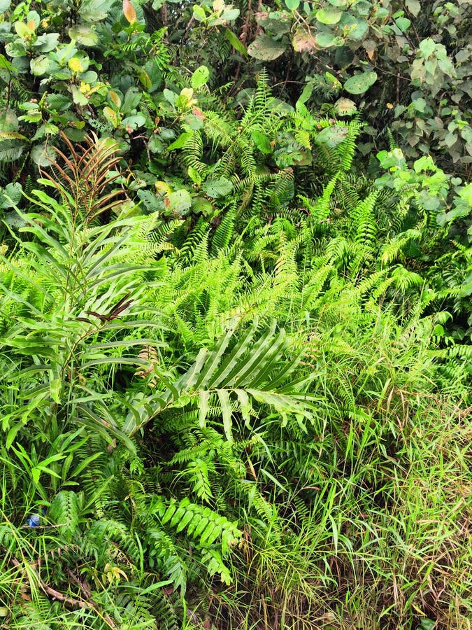 Wild Plant Green Leaf Texture in Mini Forest Stock Photo - Image of ...