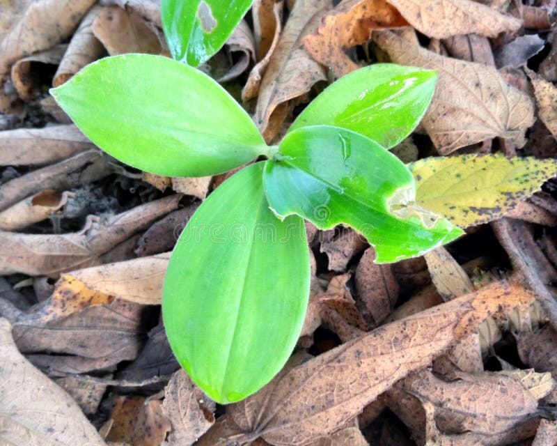 Wild Plant Grow on the Ground Stock Image - Image of tree, herb: 267374655