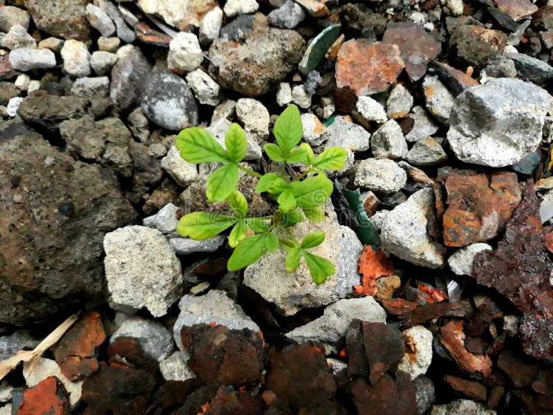 Wild Plant Growing among the Rubble Stock Image - Image of forest ...