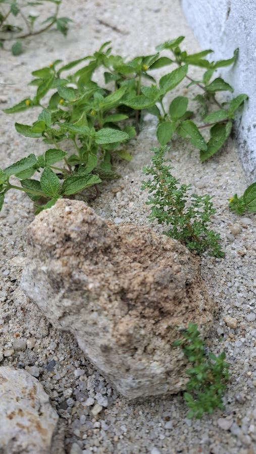 Wild Plant Growing on Sandy Soil Stock Image - Image of growing, wild ...