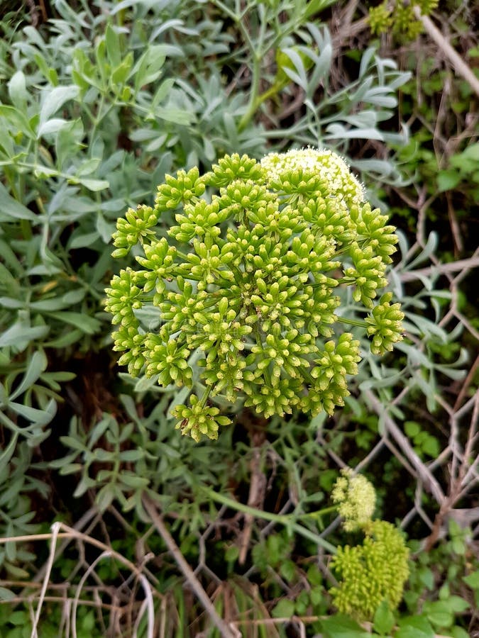 Wild plant stock image. Image of floral, herb, garden - 78512711