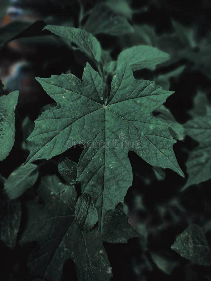 A Wild Plant that Has Nice Shaped Leaves Stock Photo - Image of leaf ...