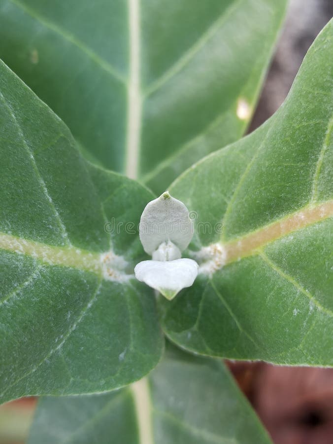 Wild plant leaf buds stock photo. Image of plant, fruit - 181329968