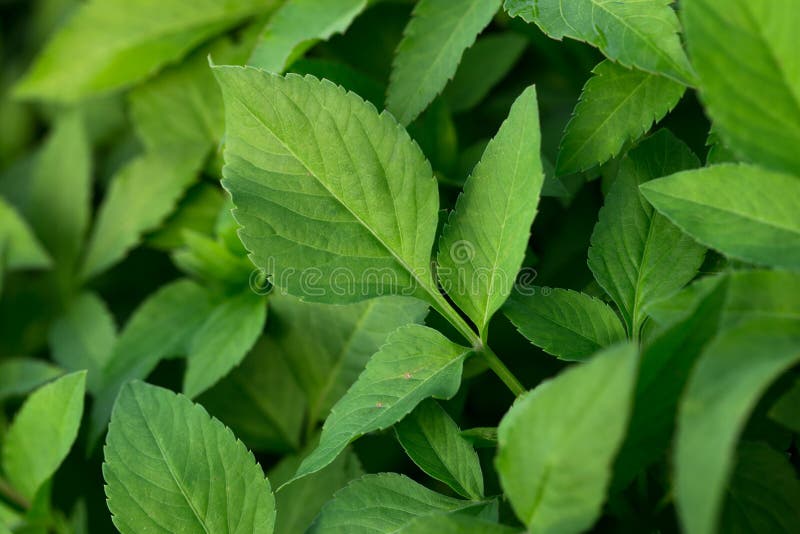 Wild plant leaf stock image. Image of green, shape, natural - 98860871