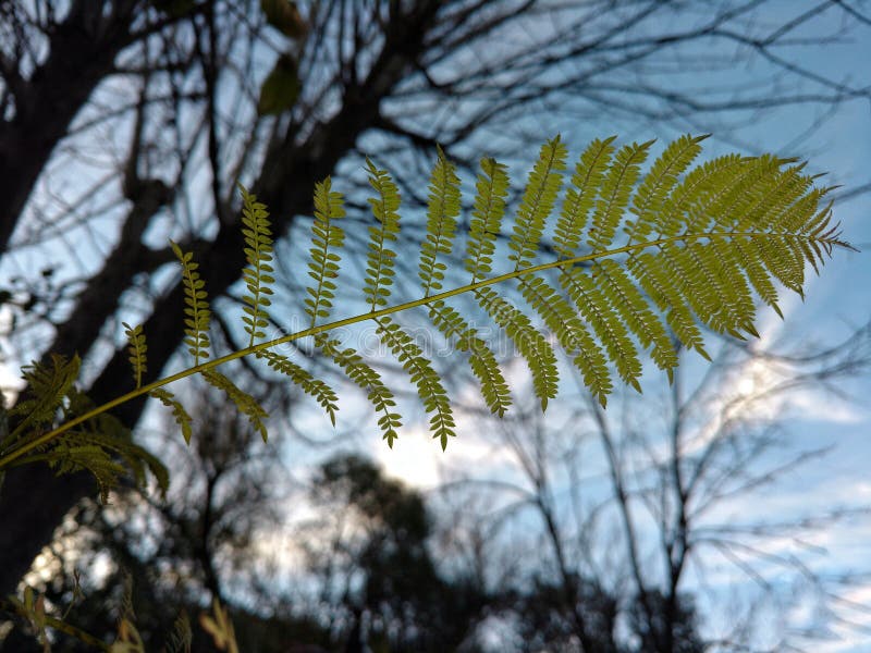 Wild Plant Leaf with Sky Background Stock Image - Image of leaf ...