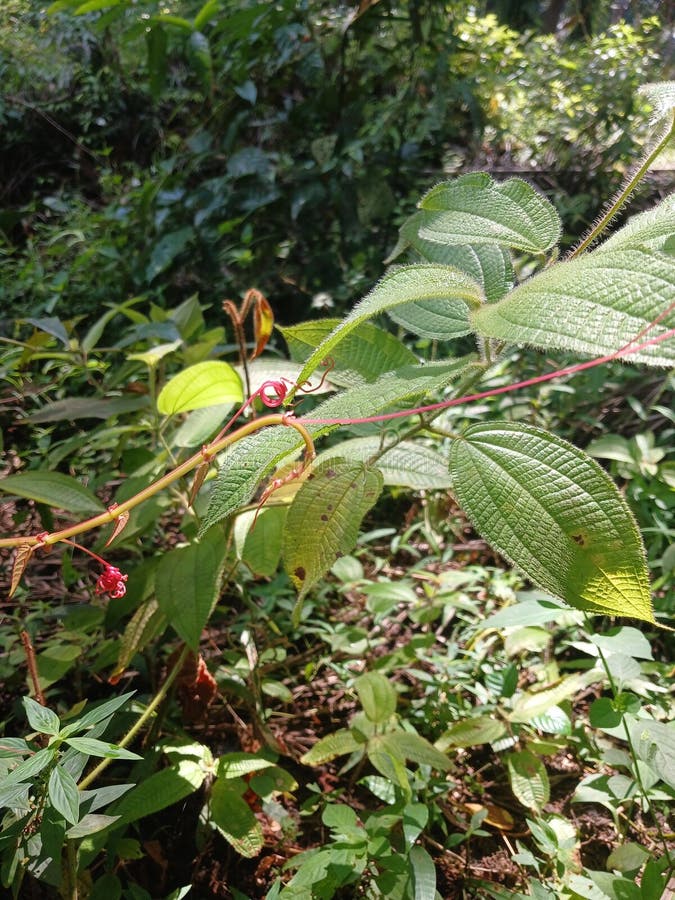 The Wild Plant Life is Truly Amazing Stock Photo - Image of plant ...