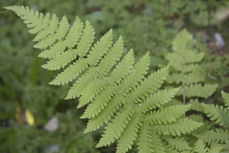 A Wild Plant with Long Leaf Bone Internodes Stock Image - Image of ...