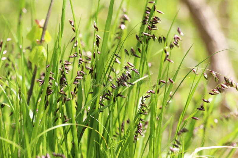 The Wild Plant Melica Nutans Grows in the Forest Stock Image - Image of ...