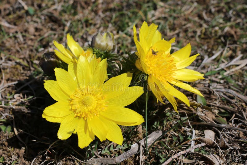 Adonis Flower In The Wild Nature. Stock Photo - Image of flora, floral ...