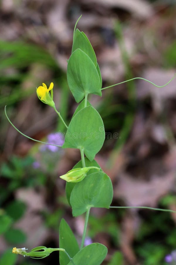 Lathyrus Aphaca - Wild Flower Stock Photo - Image of botany, lathyrus ...
