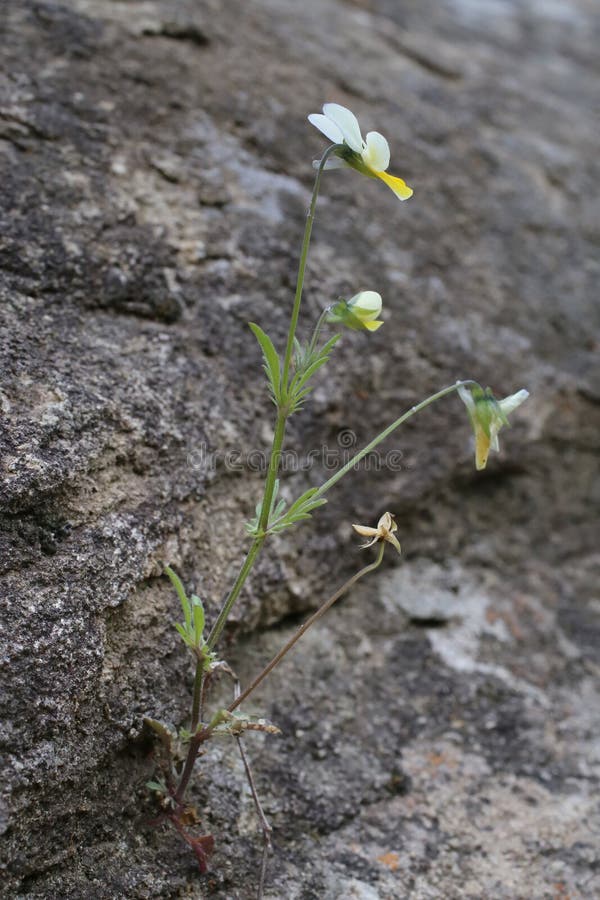 Viola Macedonica - Wild Flower Stock Photo - Image of botanical ...