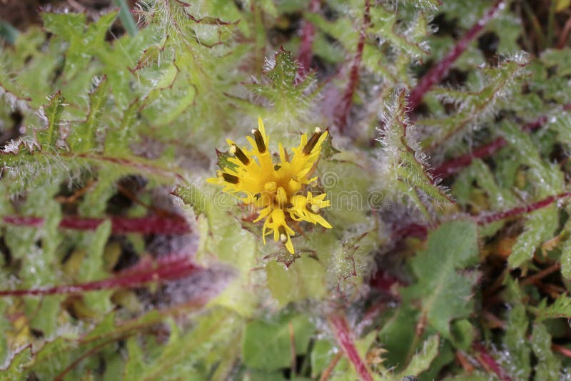 Centaurea Benedicta, Blessed Thistle - Wild Plant Stock Image - Image ...