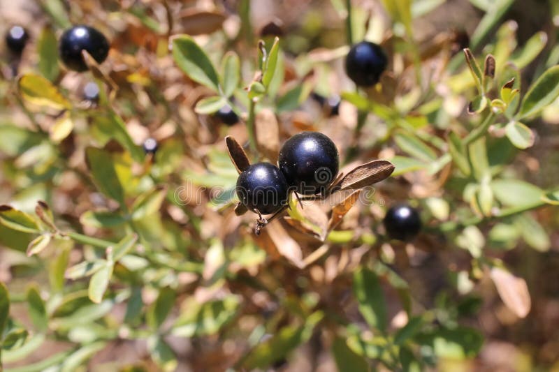 Jasminum Fruticans - Wild Plant Shot in the Spring. Stock Image - Image ...