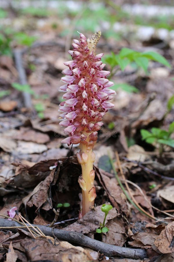 Lathraea Rhodopea - Wild Flower Stock Photo - Image of wild, beautiful ...