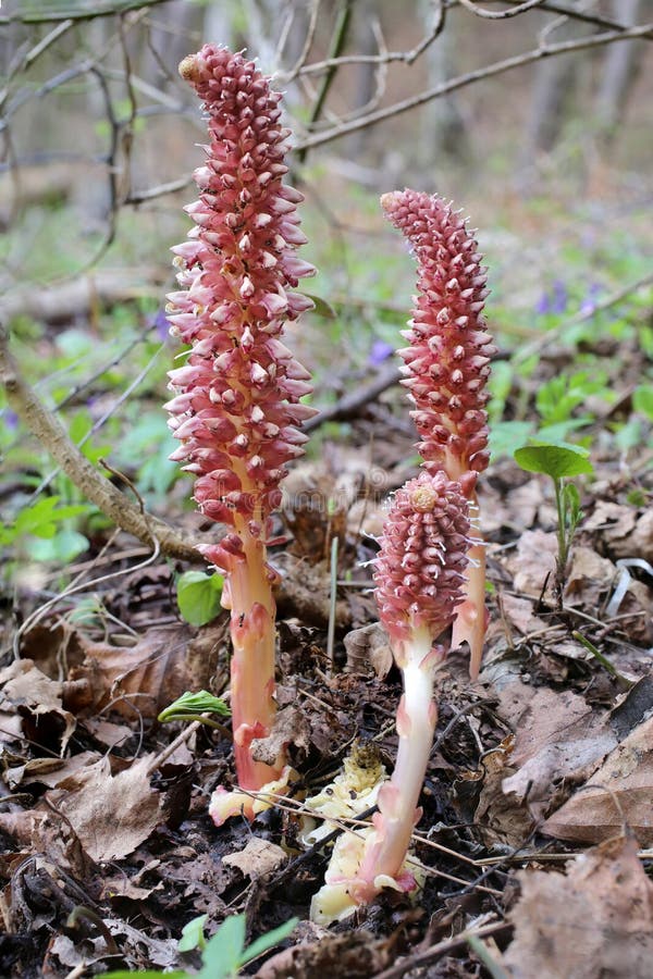 Lathraea Rhodopea - Wild Flower Stock Photo - Image of wild, beautiful ...