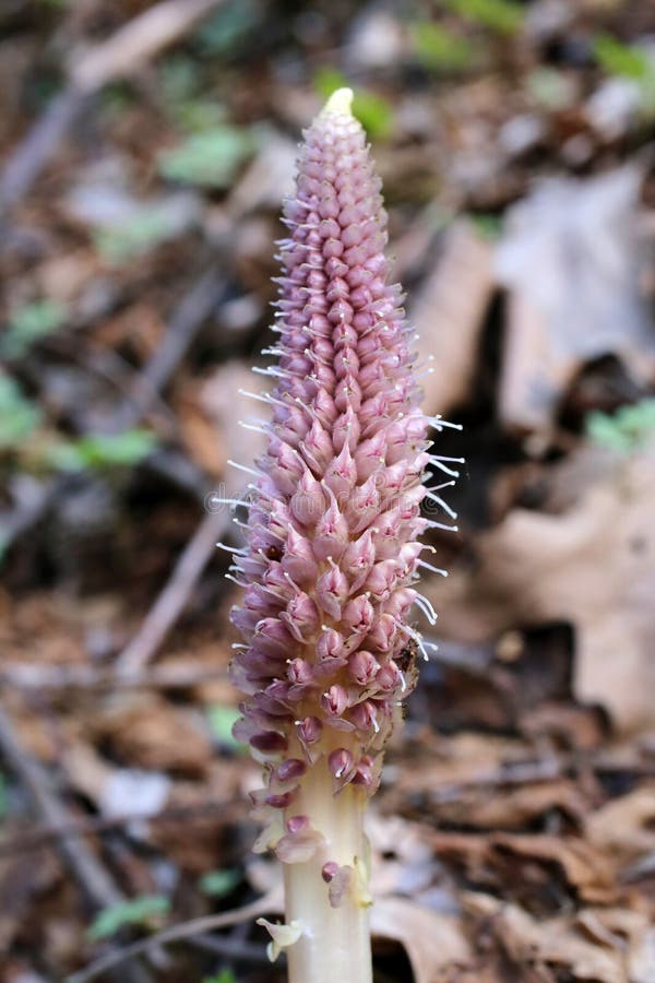Lathraea Rhodopea - Wild Flower Stock Photo - Image of wild, beautiful ...