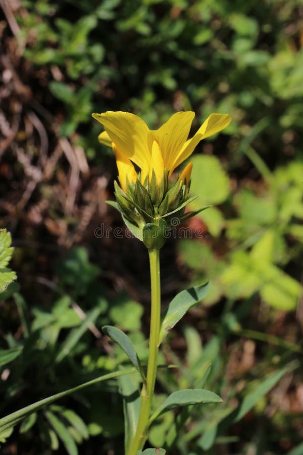 Linum Capitatum - Wild Plant Shot in the Spring Stock Image - Image of ...