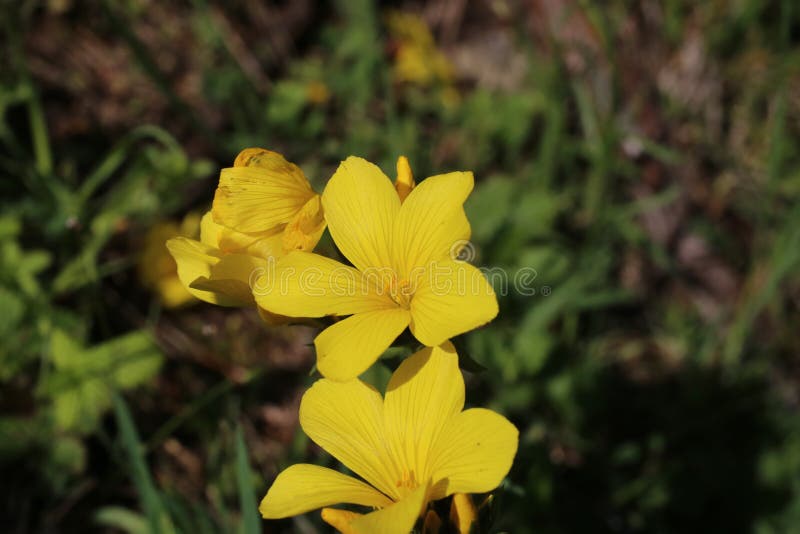 Linum Capitatum - Wild Plant Shot in the Spring Stock Image - Image of ...
