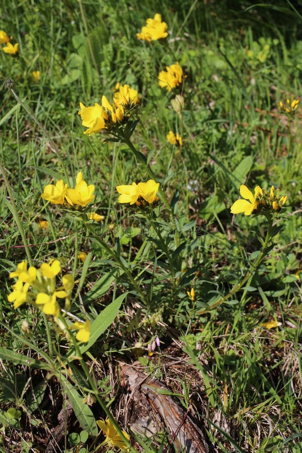 Linum Capitatum - Wild Plant Shot in the Spring Stock Photo - Image of ...