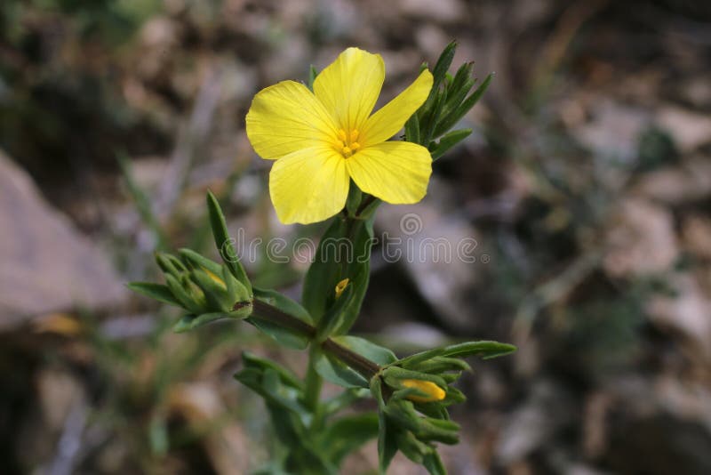 Linum Thracicum - Wild Plant Shot in the Spring Stock Image - Image of ...