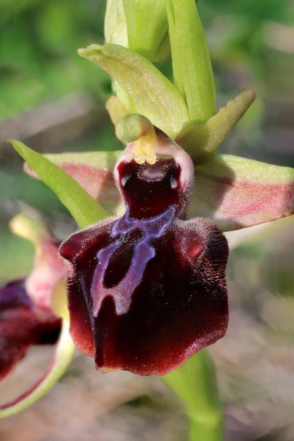 Ophrys Mammosa - Wild Plant Shot in the Spring. Stock Image - Image of ...