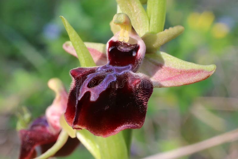 Ophrys Mammosa - Wild Plant Shot in the Spring. Stock Image - Image of ...