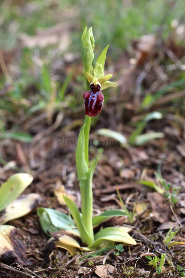 Ophrys Mammosa - Wild Plant Shot in the Spring. Stock Image - Image of ...