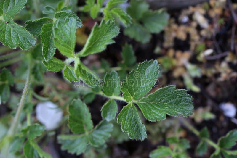 Potentilla Rupestris - Wild Plant Shot in the Spring. Stock Photo ...