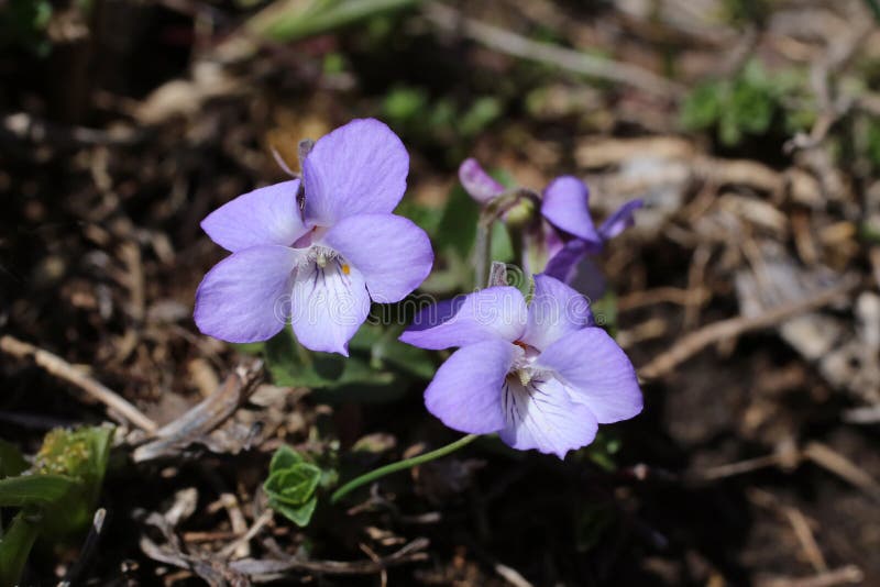 Viola Rupestris - Wild Plant Shot in the Spring. Stock Photo - Image of ...