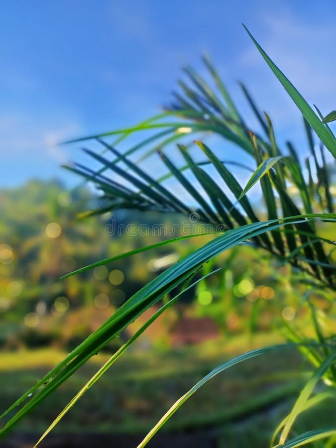 Wild Plant Petals in a Rice Field Stock Image - Image of petals, lawn ...