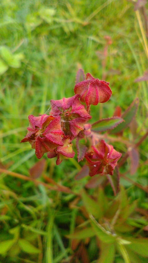 Beautiful Red Bullet Wild Plant Stock Photo - Image of wild, peluru ...