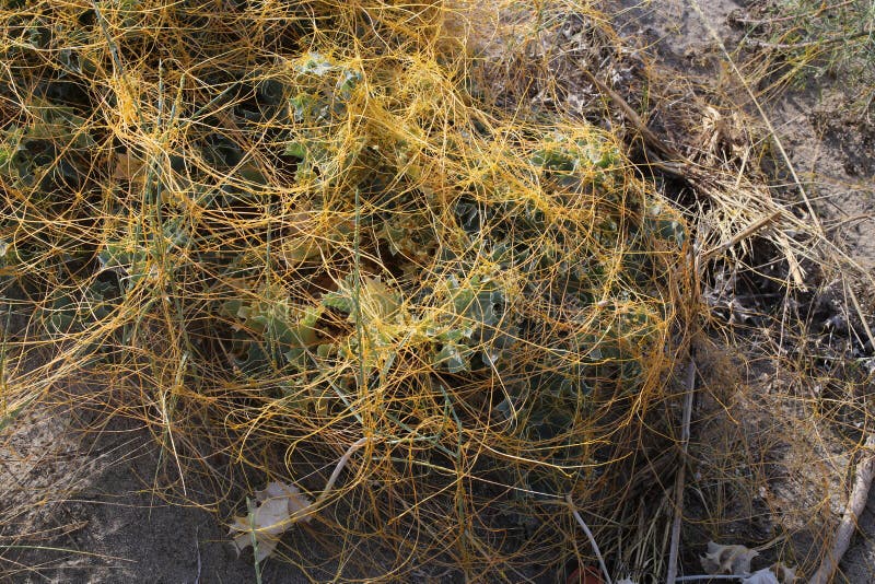 Cuscuta Campestris - Wild Plant Shot in the Spring Stock Photo - Image ...