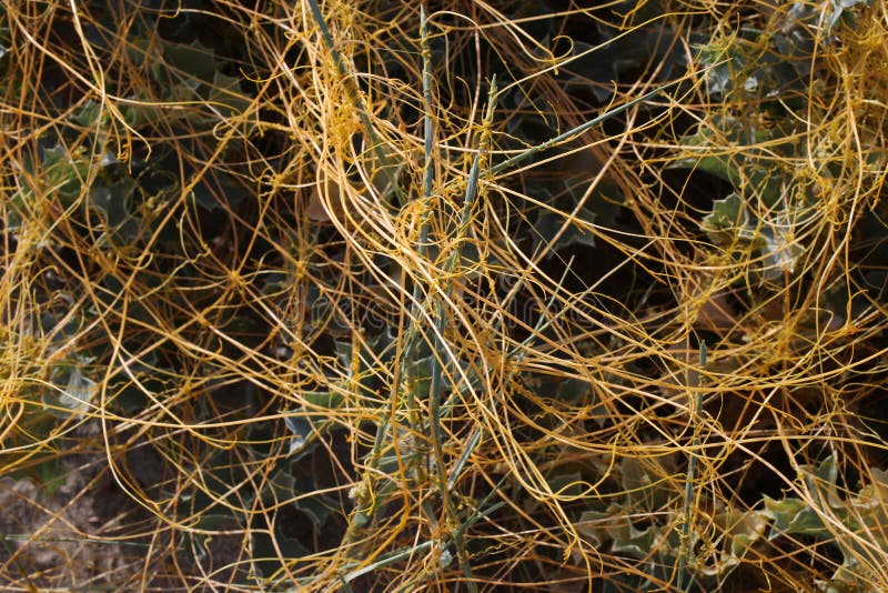 Cuscuta Campestris - Wild Plant Shot in the Spring Stock Image - Image ...