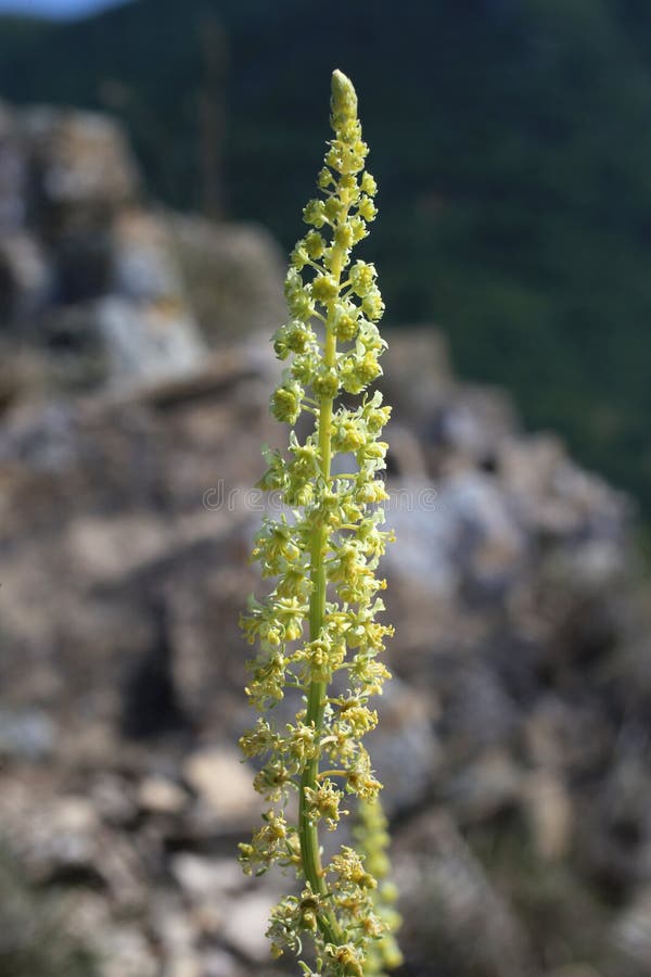 Reseda Lutea - Wild Plant Shot in the Spring Stock Image - Image of ...