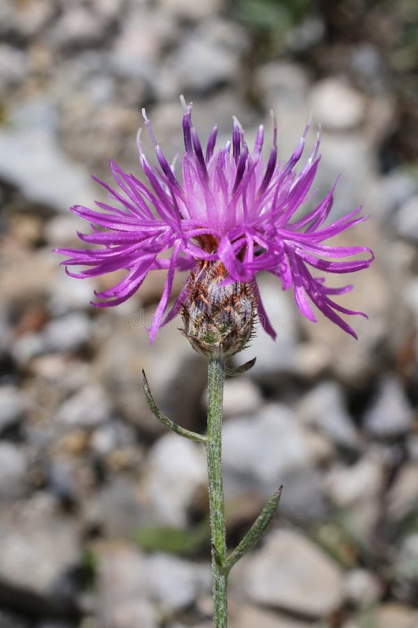 Centaurea Stoebe Subsp. Australis - Wild Plant Shot in the Summer ...