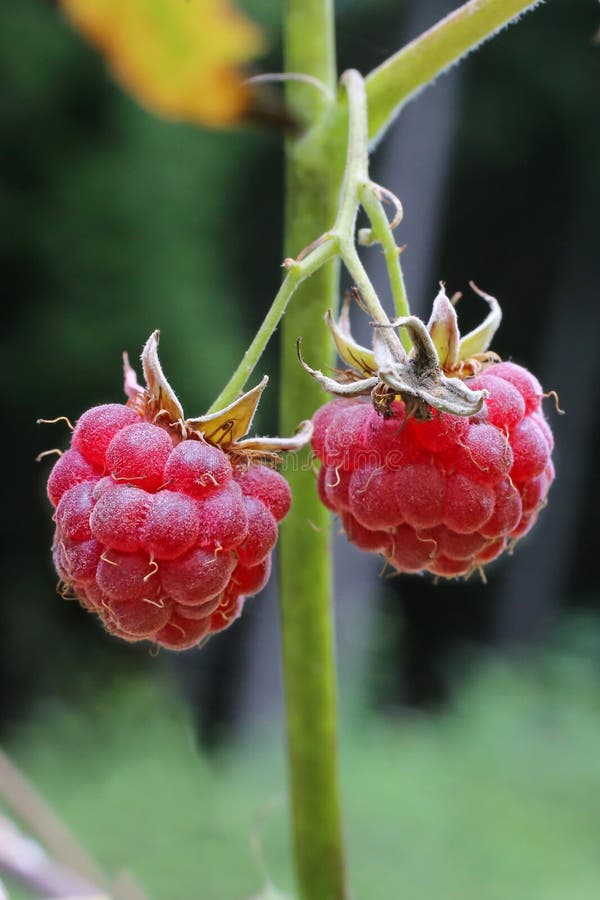 Rubus Idaeus - Wild Plant Shot in the Summer. Stock Photo - Image of ...