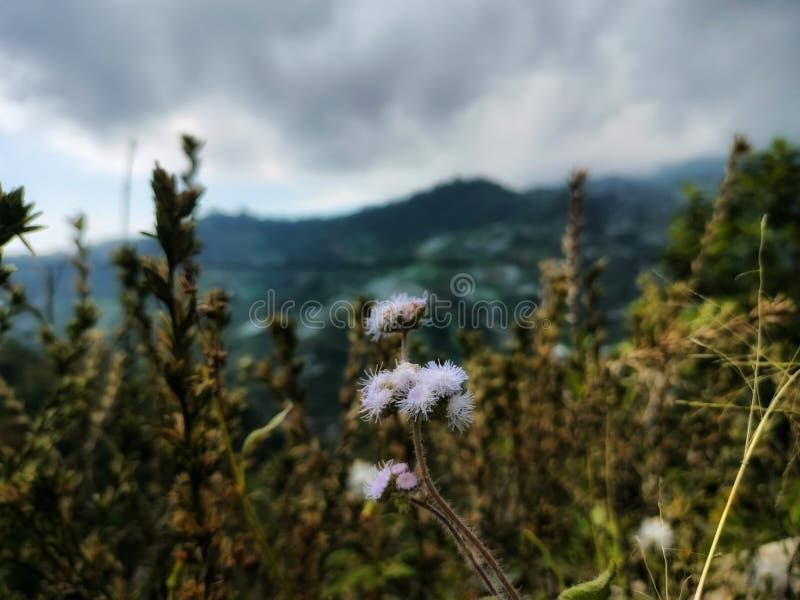 Wild plant and slope view stock photo. Image of blossom - 264177850
