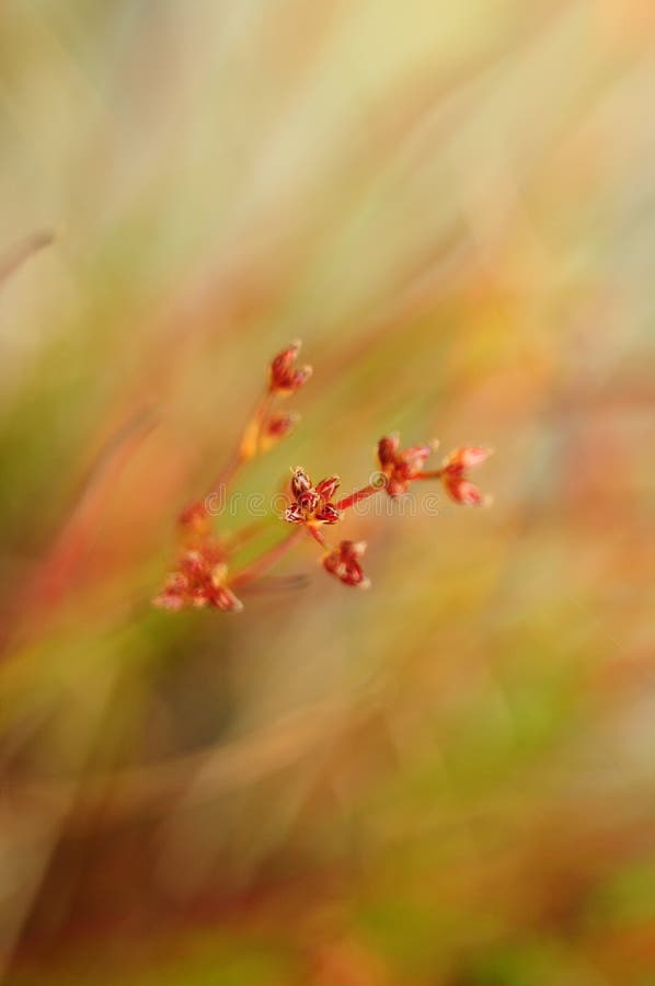 Wild Plant with Small Red Flowers Stock Image - Image of flower, bush ...