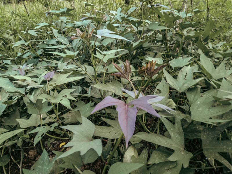 A Wild Plant that Thrives on the Edge of the Borneo Jungle Stock Image ...