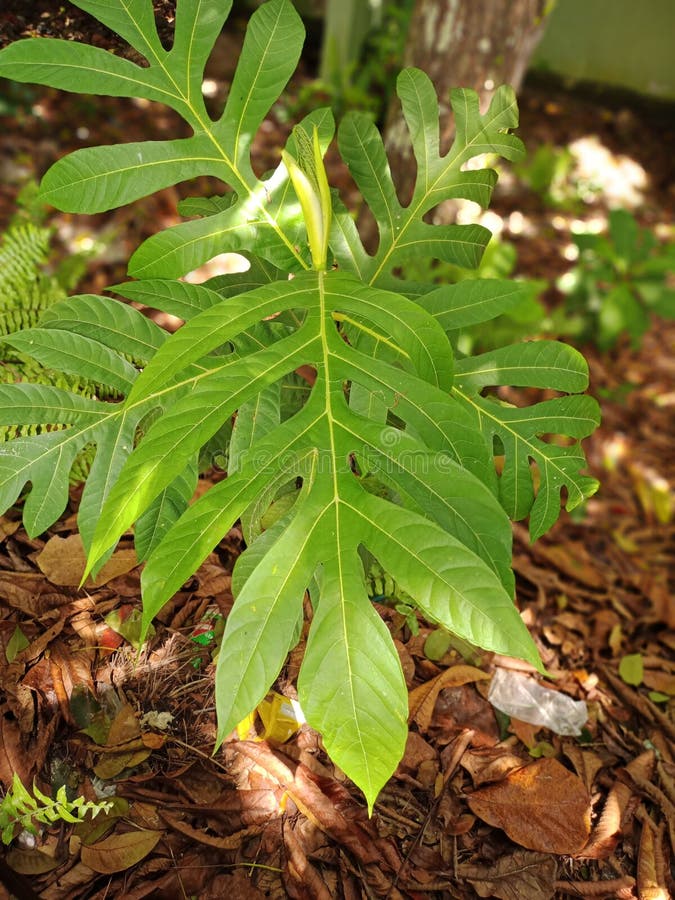Wild Plant, Unique Leaf Shape and Green. Beautiful Stock Image - Image ...