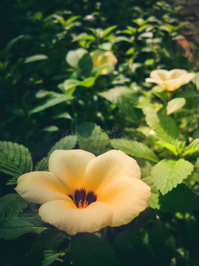 Wild Planting, Wild Flower in a Beautiful Scene Stock Image - Image of ...